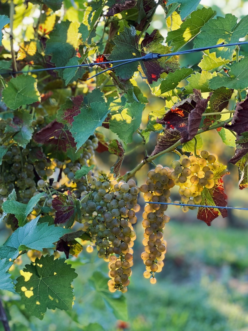 Harvest Celebration Weekend! 10/15-10/16 - Breaux Vineyards | Top ...